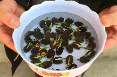How To Grow Lotus From Seed How To Farming