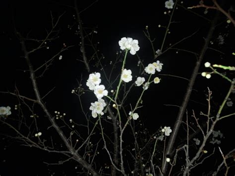 스크랩 매화 향기