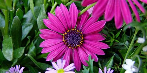 Flower Cape Basket Spanish Daisy Free Photo On Pixabay Pixabay