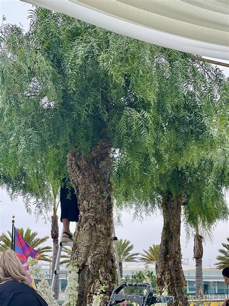 Tree Column And Branch Receiver ⋆ Wedding And Party Rentals Southern California Tree Column And Branch Receiver ⋆ Wedding And Party Rentals Southern California