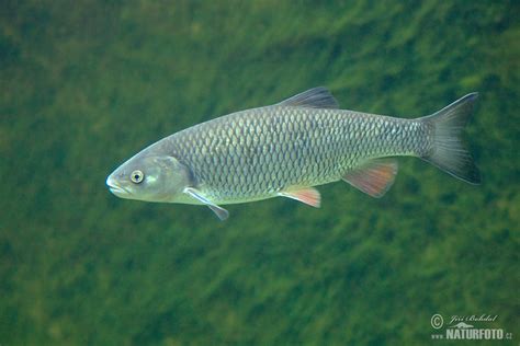 European Chub Photos European Chub Images Nature Wildlife Pictures Naturephoto
