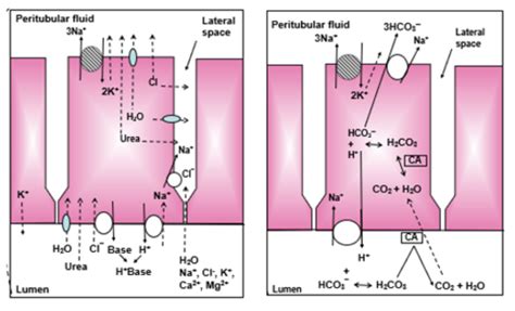 Tubular Function 1 Proximal Tubule Flashcards Quizlet