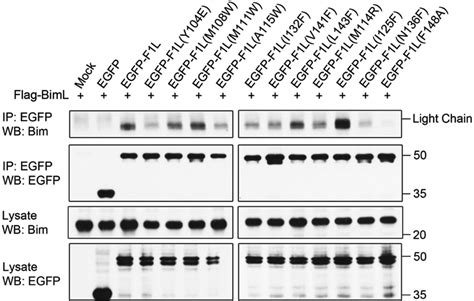 Structural Insight into BH3 Domain Binding of Vaccinia Virus ...