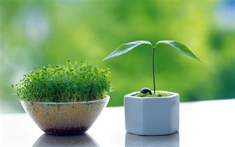 Online Crop Green Leaf Potted Plant Hd Wallpaper Wallpaper Flare