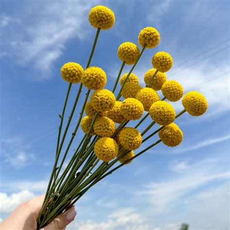 Suszona Kraspedia Naturalna 13 Szt Suszone Kwiaty Kraspedia