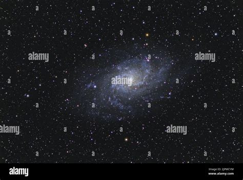 The Triangulum Galaxy M33 In The Constellation Triangulum With Nebula