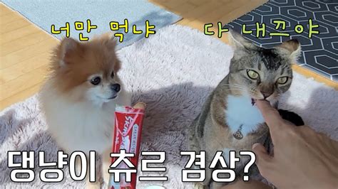 댕냥이 집사체험 츄르배급 1인칭 시점 조공 한봉 완봉하기 자기차례 잘기다리는 아비시니안 샴고양이 포메라니안 Youtube