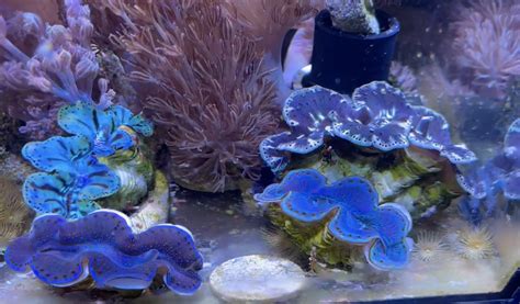 3d Art And Projection Mapping For Coral Morphologic Projections Of A