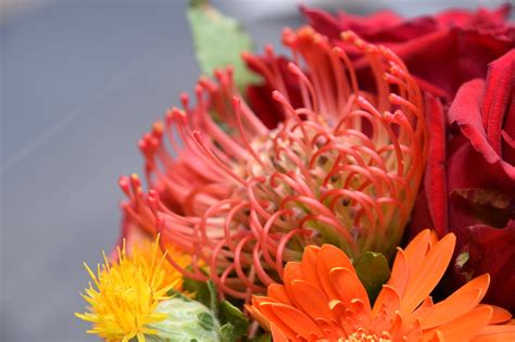 Flores Rojo Amarillo Foto Gratis En Pixabay Pixabay