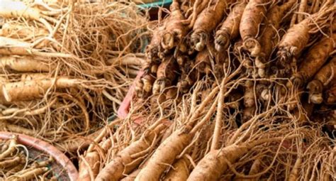 What Are The Health Benefits Of Ginseng Awaken