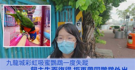 九龙城彩虹吸蜜鹦鹉一度走失 饲主失而复得感开心 星岛日报