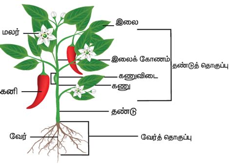 தாவர உலகம் Notes 6th Science Lesson 4 Notes In Tamil Winmeen
