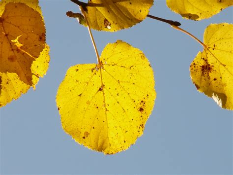 Лист липы (Много фото) - treepics.ru