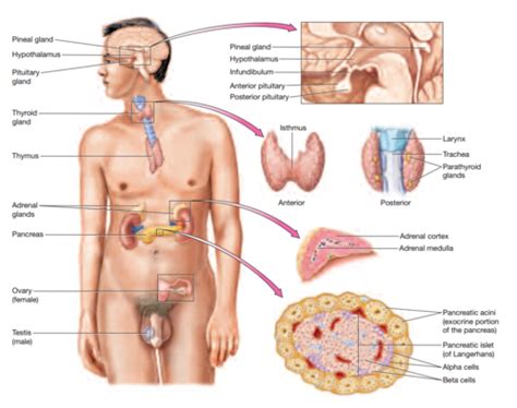 Chap 16 Lab 26 Endocrine System Flashcards Quizlet
