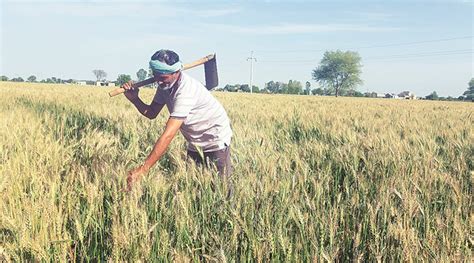Rising Temperature Worries Punjab Haryana Wheat Farmers Experts