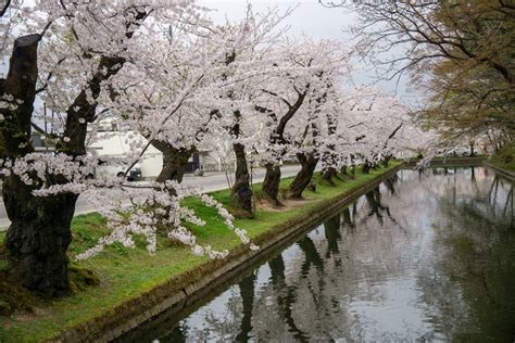 【花筏】弘前公園 外濠の桜の様子（2024年4月21日） 弘前さくらまつり Hirosaki Cherry Blossom Festival