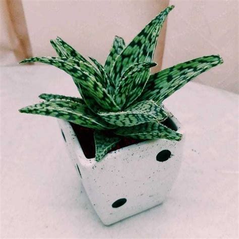 Breathe Easy With These Air Purifying Houseplants