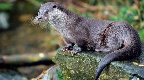 Otter Personality Type Explained Characteristics Of The Otter Career