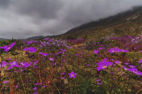 Patrimonio Natural El Fenómeno Del Desierto Florido Instituto De