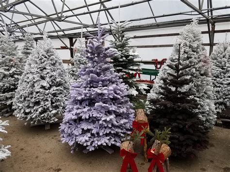 Сейма гарден (много фото) - treepics.ru