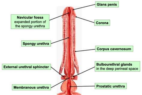 Male Pelvis And Perineum Flashcards Quizlet