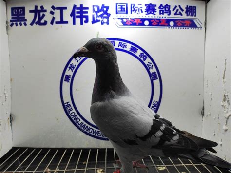 黑龙江伟路国际赛鸽公棚照片查看 中国信鸽信息网各地公棚