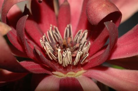 Calycanthus Occidentalis Calycanthaceae Image At