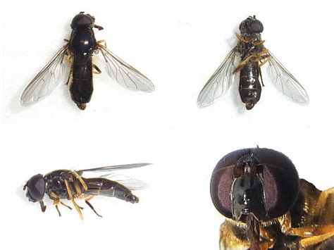 タカサゴハラブトハナアブと姫神山のハナアブ 虫つれづれ対馬v2