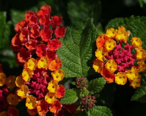 12 Trailing Lantana Colors A Comprehensive Gallery Of Trailing Lantana