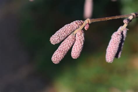 Corylus Maxima Purpurea Cambridge University Botanic Garden