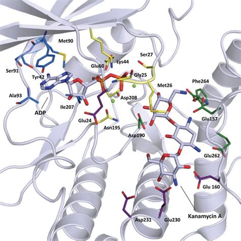 Chemical Structure Of Different Classes Of Aminoglycoside Antibiotics