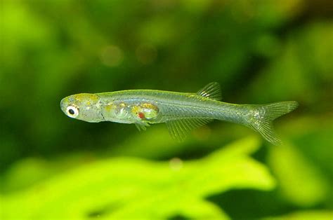 Translucent With A Tiny Brain New Fish Species Discovered In Myanmar