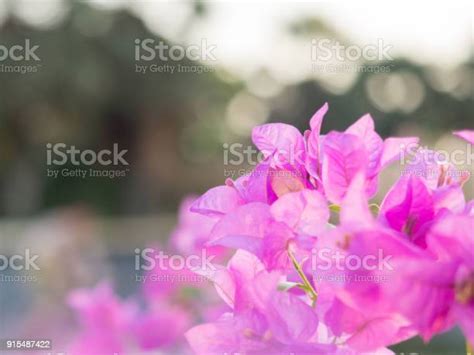 피 부겐빌레아입니다 마젠타 부겐빌레아 꽃 Defocus 배경 0명에 대한 스톡 사진 및 기타 이미지 0명 관목 꽃 나무