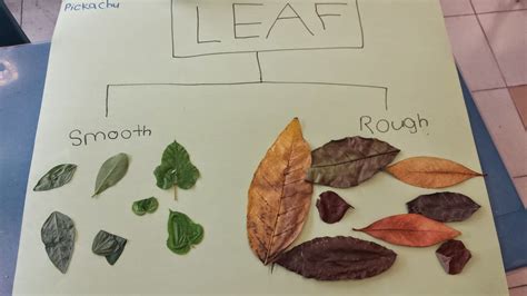 Class 3a 2014 Group Work Classifying Leaves Plant Systems