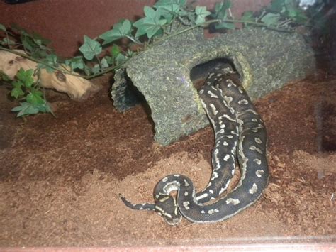 Angolan Python