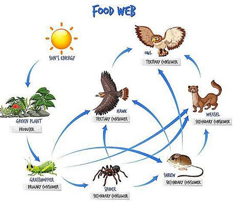 What Is The Difference Between Food Chain And Food Web Worldatlas