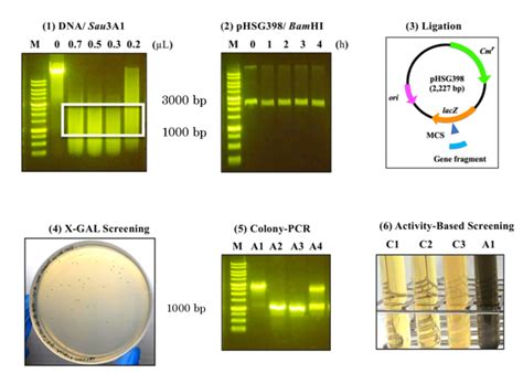 Metagenome Library Construction And Functional Screening Of Download Scientific Diagram