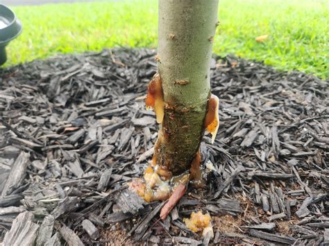 Whats Attacking My Cherry Tree Rarborists