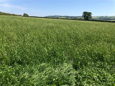 Craig Llewellyn Mcieem Csjk On Linkedin Grassland Habitat Policy