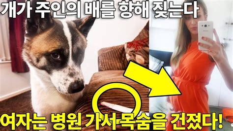 애견은 임신한 여주인의 배를 향해 끊임없이 짖는다여자는 바로 병원에 가서 검진을 받다가 목숨을 건졌다 Youtube