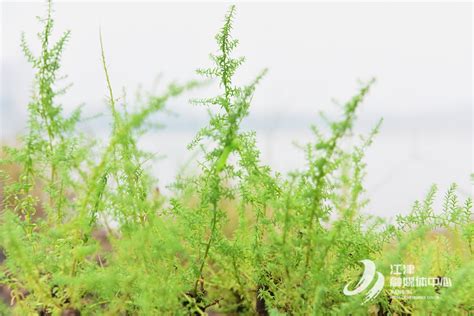 两种珍稀濒危植物“回家” 助力修复长江生态环境 － 综合 －江津网