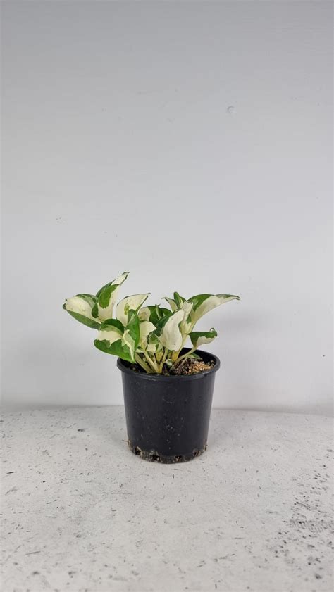 Epipremnum aureum 'Manjula'
