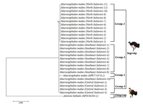 The Relationship Between Populations Of Macrocephalon Maleo Based On