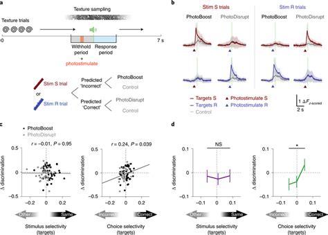 Activation Of Neurons With Correct Choice Selectivity Improves