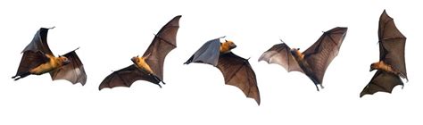Bats Oral Sex Telegraph