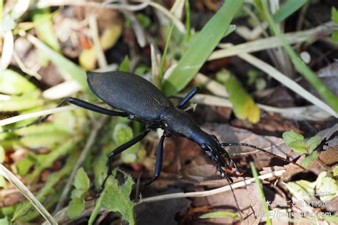 ヒメマイマイカブリ 日本まるごと生き物図鑑