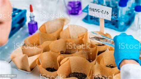 토양 테스트 토양 샘플을 가진 용기로 물을 붓는 생물학자 Stem 주제에 대한 스톡 사진 및 기타 이미지 Stem 주제