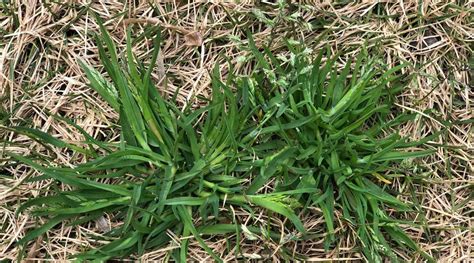 How To Kill Liriope Grass Storables