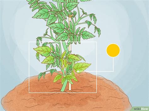 Como Podar Tomates 9 Passos Imagens WikiHow