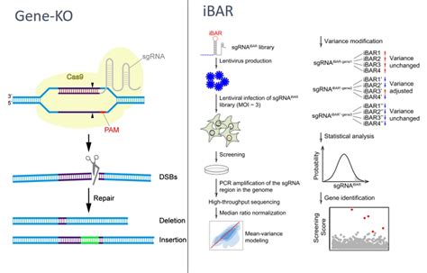 High Throughput Genome Wide Functional Screening Based On CRISPR Minsi Lu